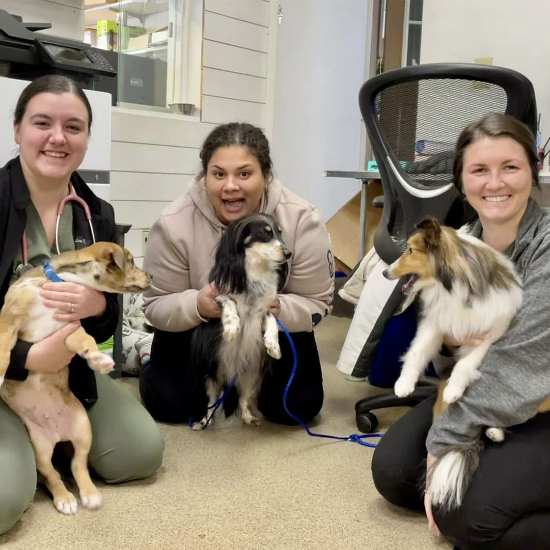 Book Vet Appointment In Hebron, OH | Refugee Canyon Veterinary Services